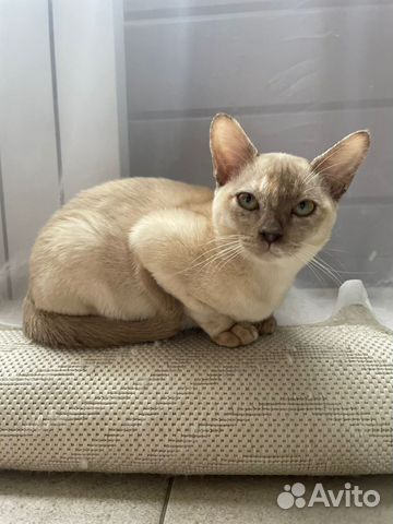 Предлагается к продаже