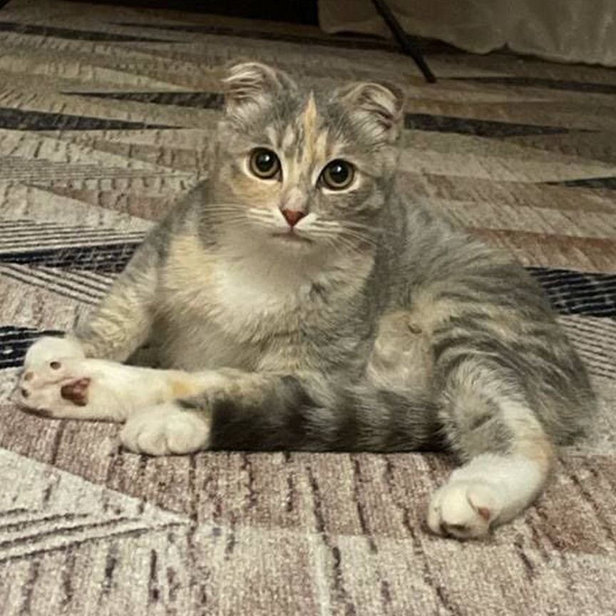 Шотландская вислоухая кошка маленькая