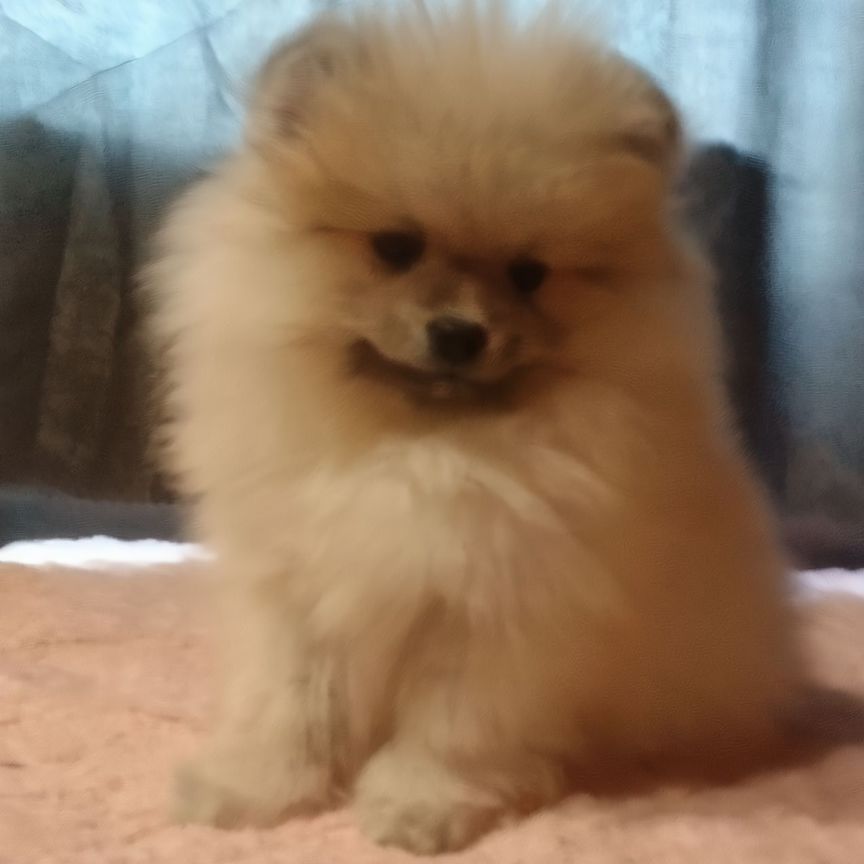 Померанский шпиц, щенок