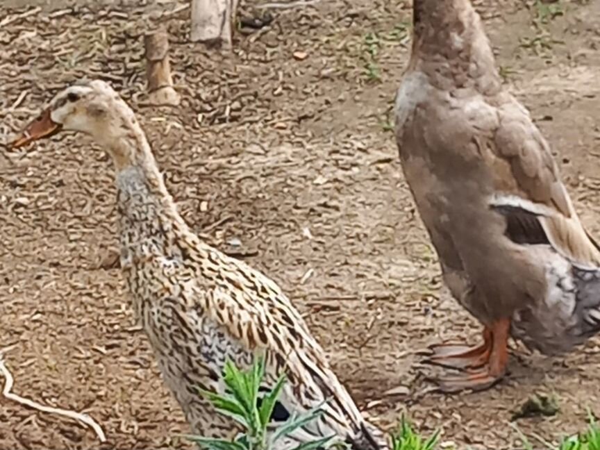 Яйцо индийского бегунка