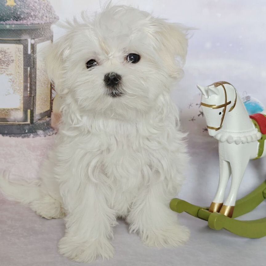 Мальтийская болонка, щенок