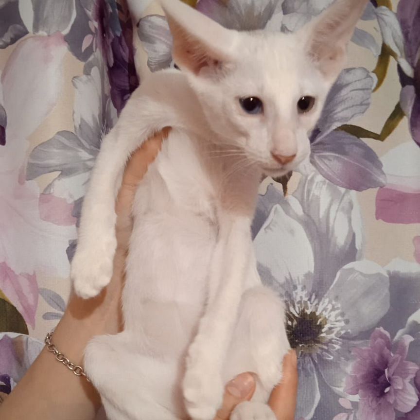 Белый разноглазый мальчик