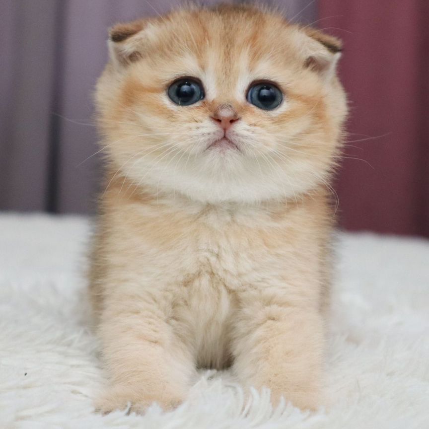 Шотландский вислоухий короткошёрстный котёнок