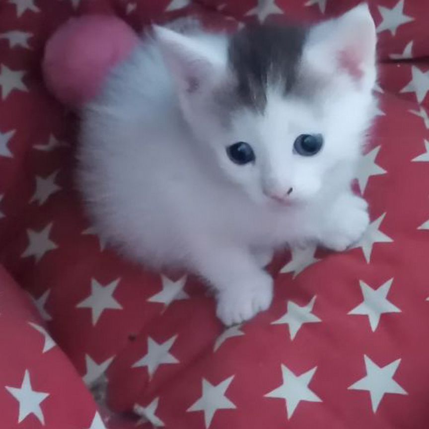 Котята в добрые руки бесплатно