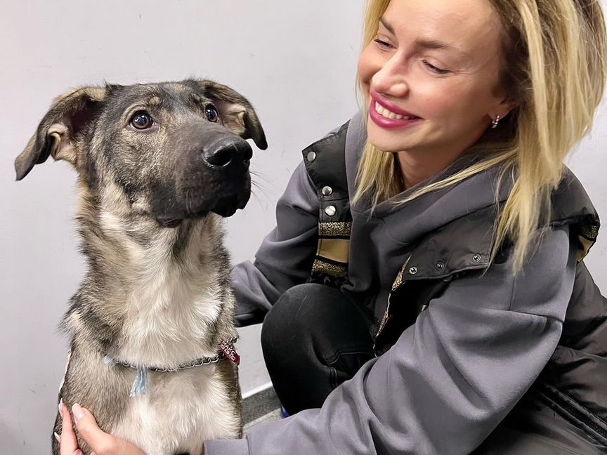 Прекрасный пёс ищет дом