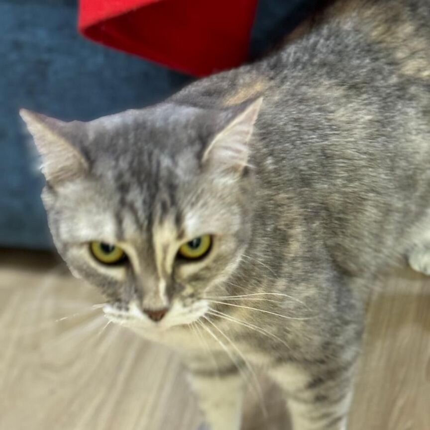 Отдам в добрые руки