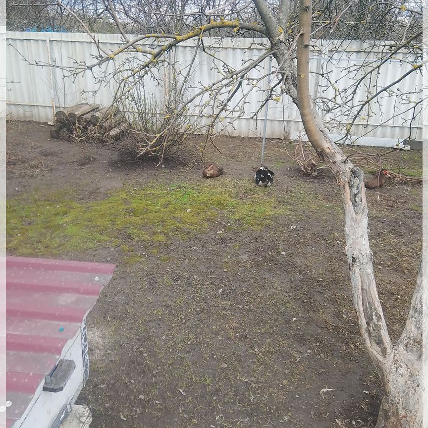 Утки 2 штуки и селезень 1