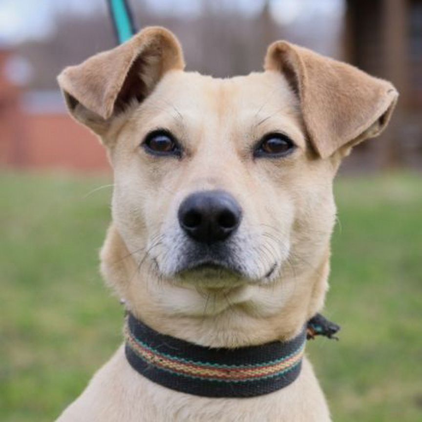 Взрослый пёс в добрые руки