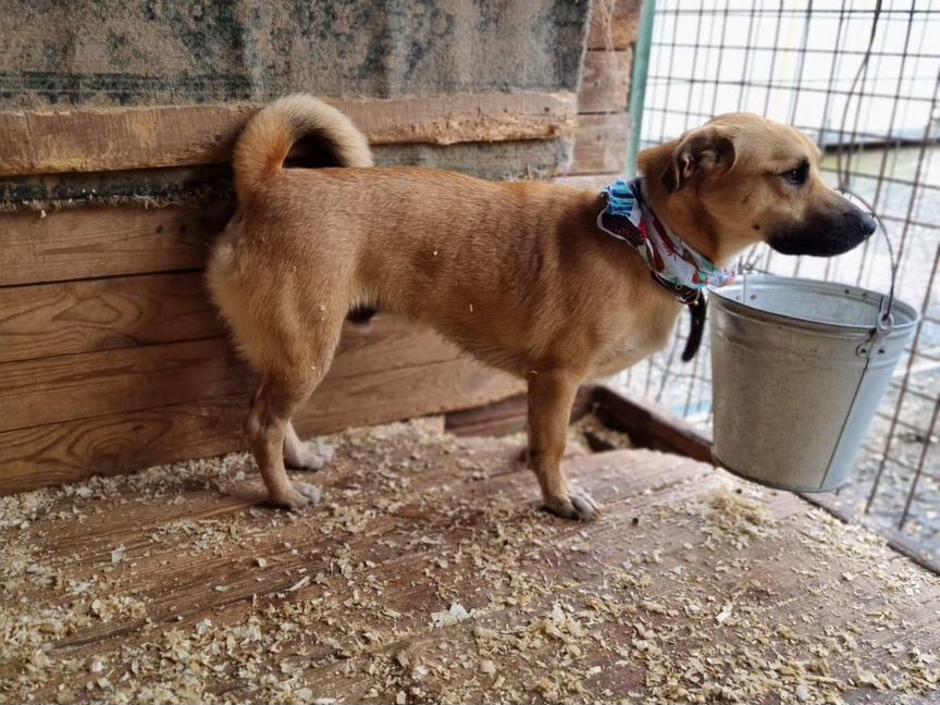 Небольшой ручной пес Батлер из приюта