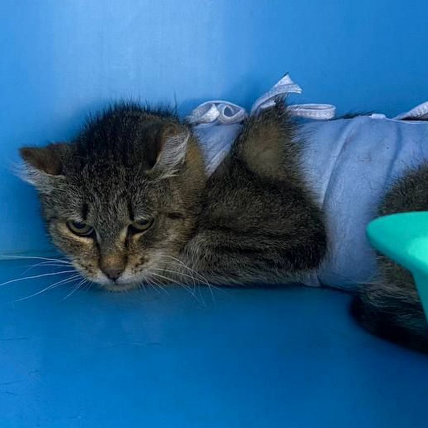 Грустная малышка. Ей бы дом