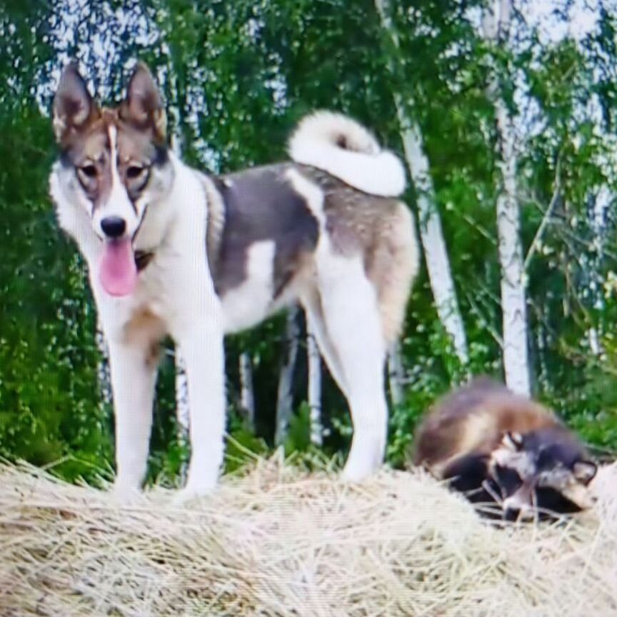 Западносибирская лайка, взрослая собака