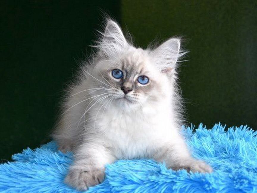 Синеглазый котик Султан