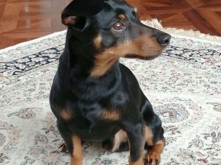 Ищем сучку для вязки