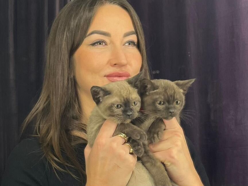 Бурманская котята бурмы