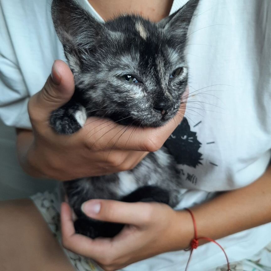 Кошечка в добрые руки