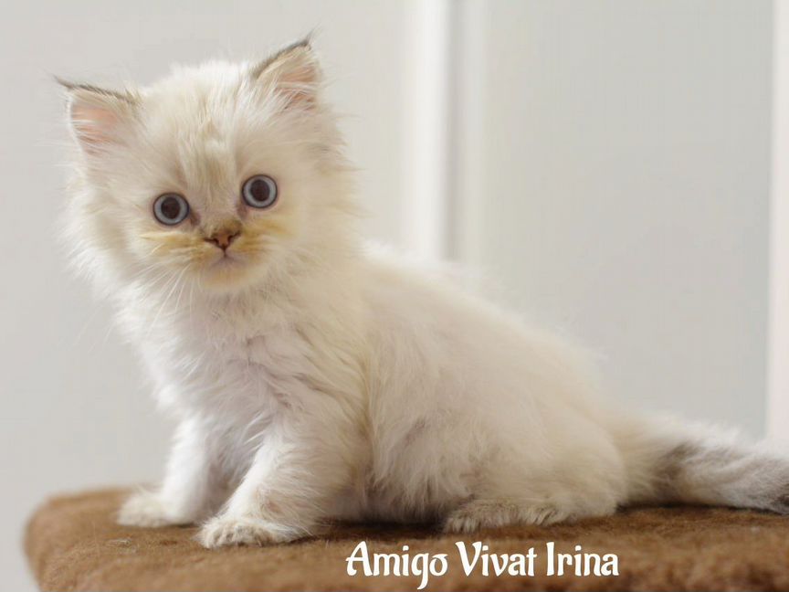 Шотландский котенок