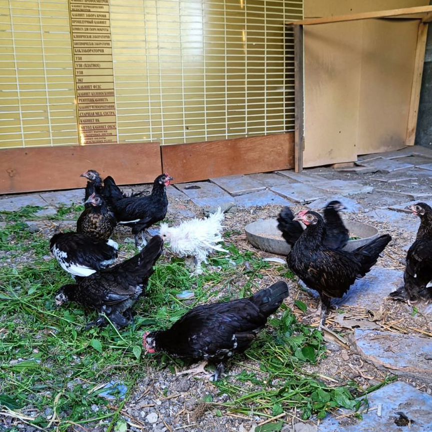 Цыплята бентамки