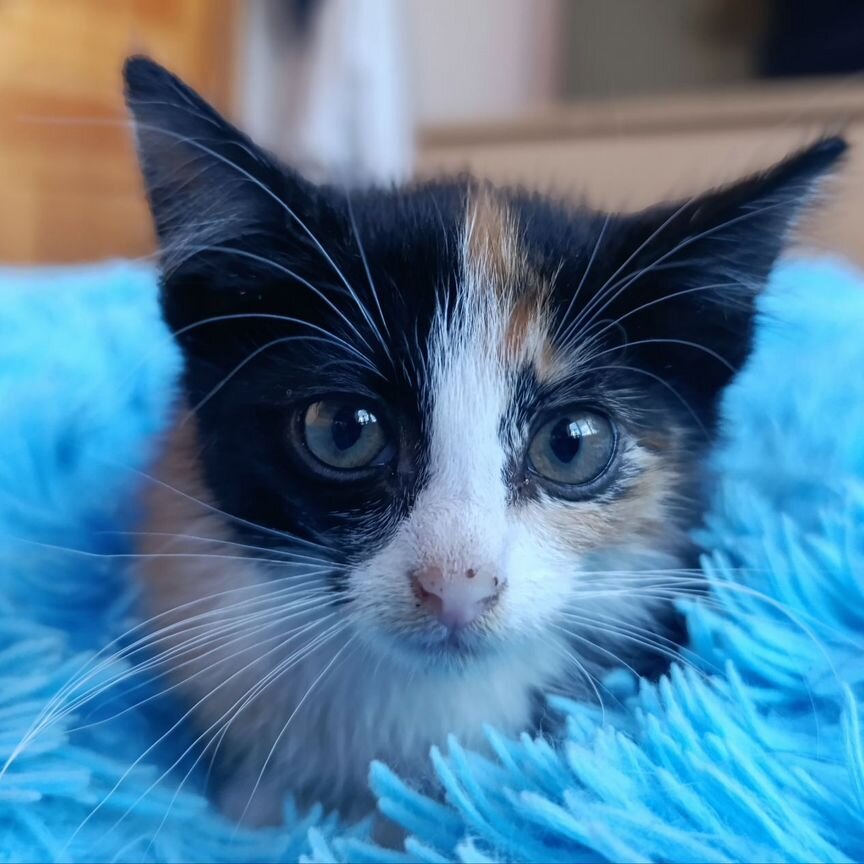 Котенок ищет дом
