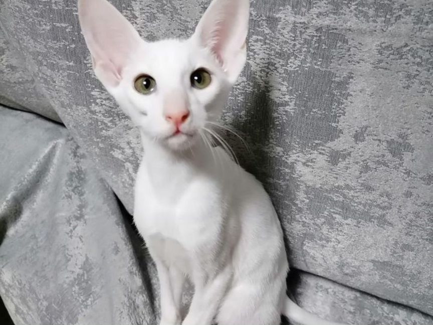 Ориентальный кот вязка