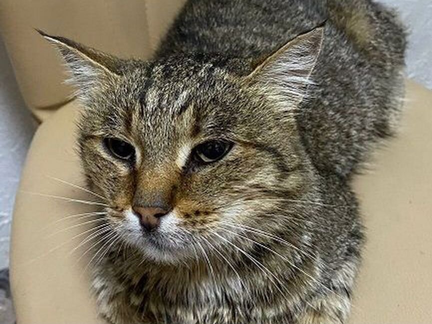 Камышовая кошка брошена в саду