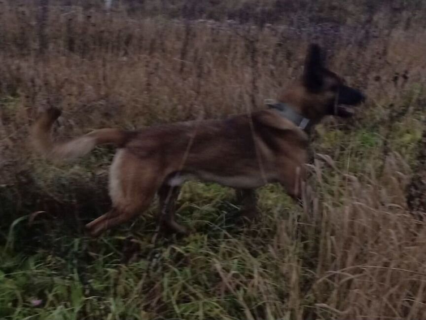 Бельгийская овчарка