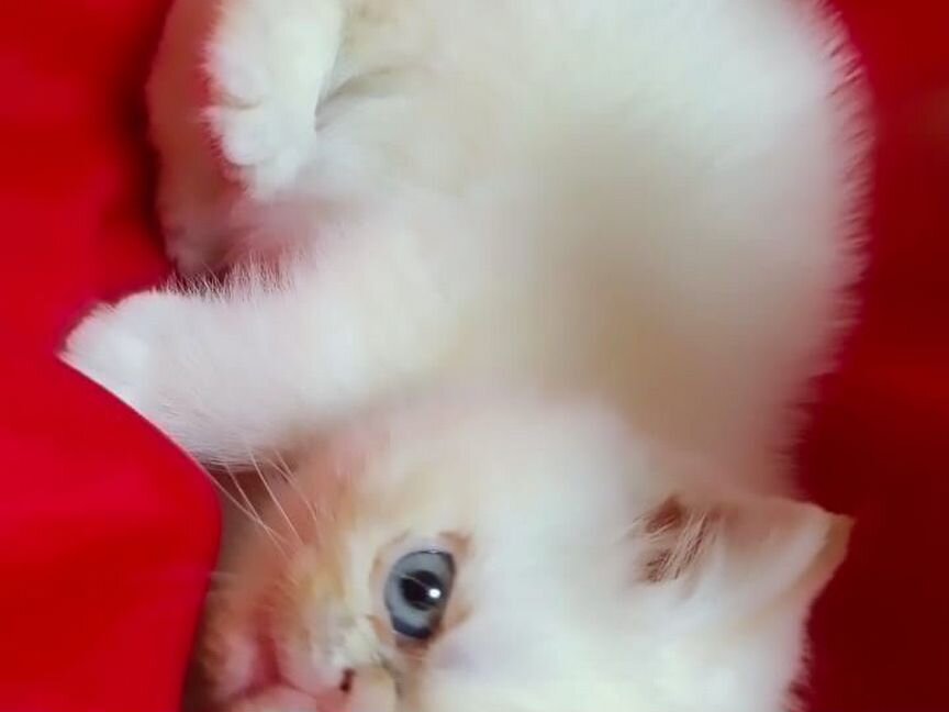 Экзотические котята