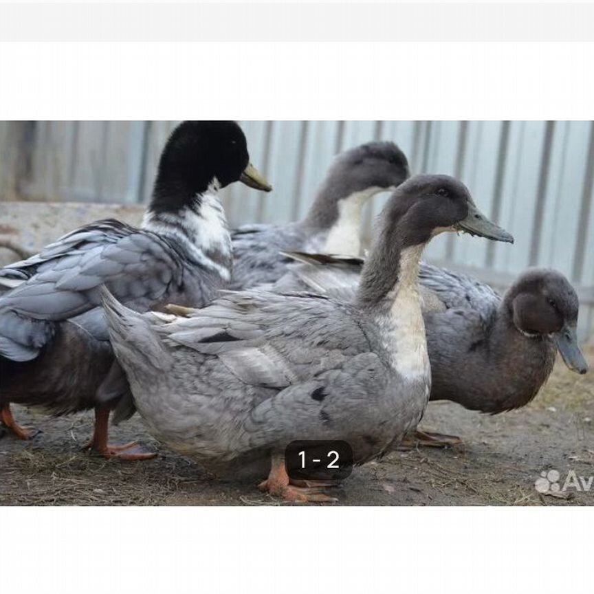 Продам селезня