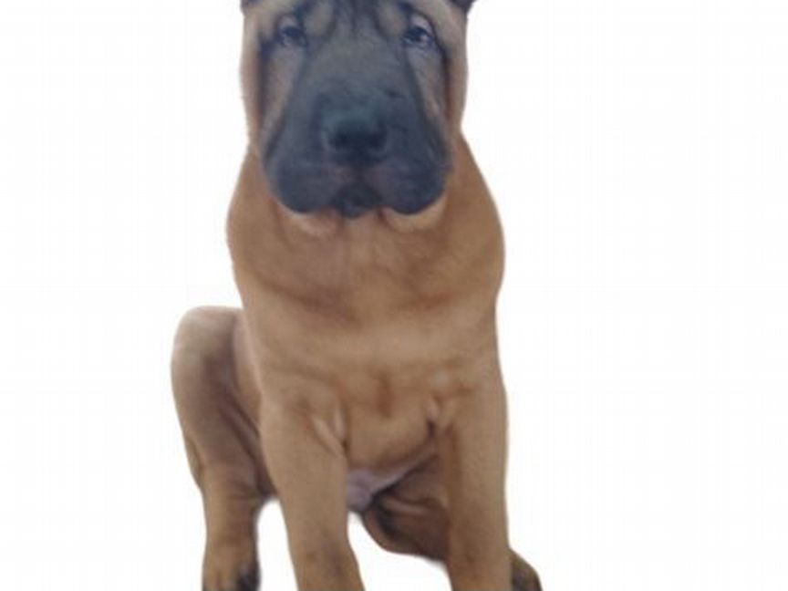 Шарпей щенки