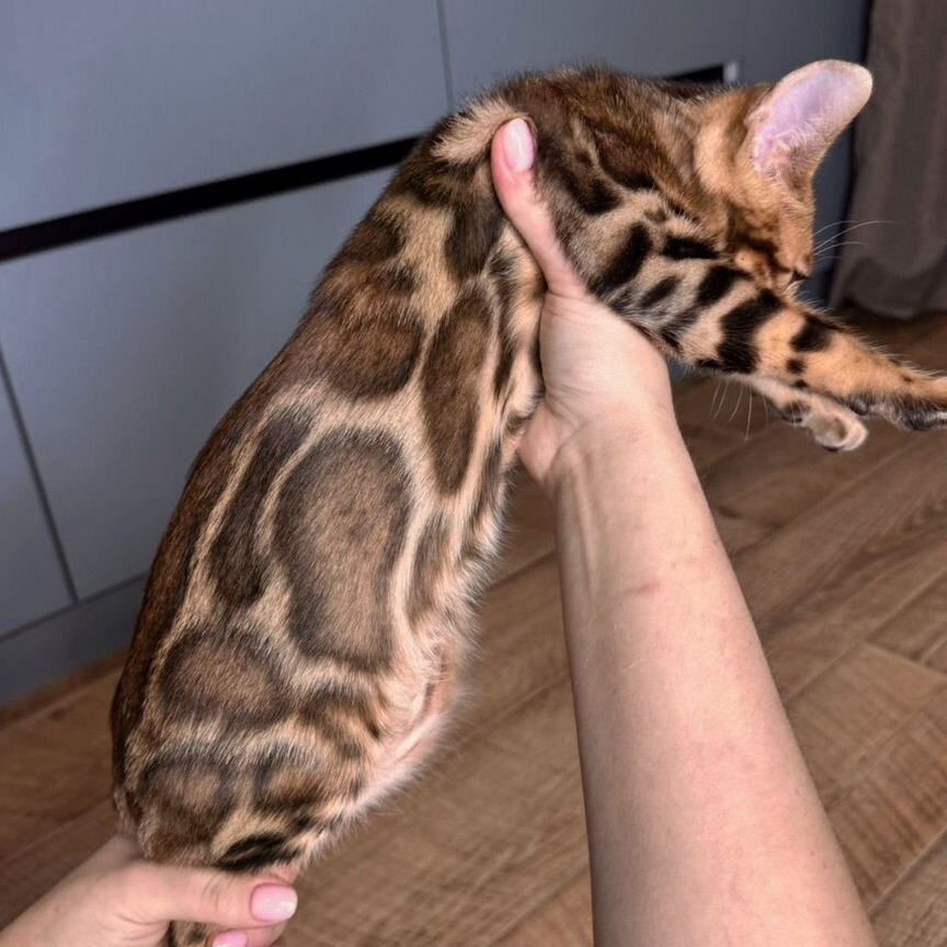 Котик розетка на золоте