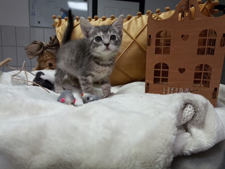 Котята в добрые руки