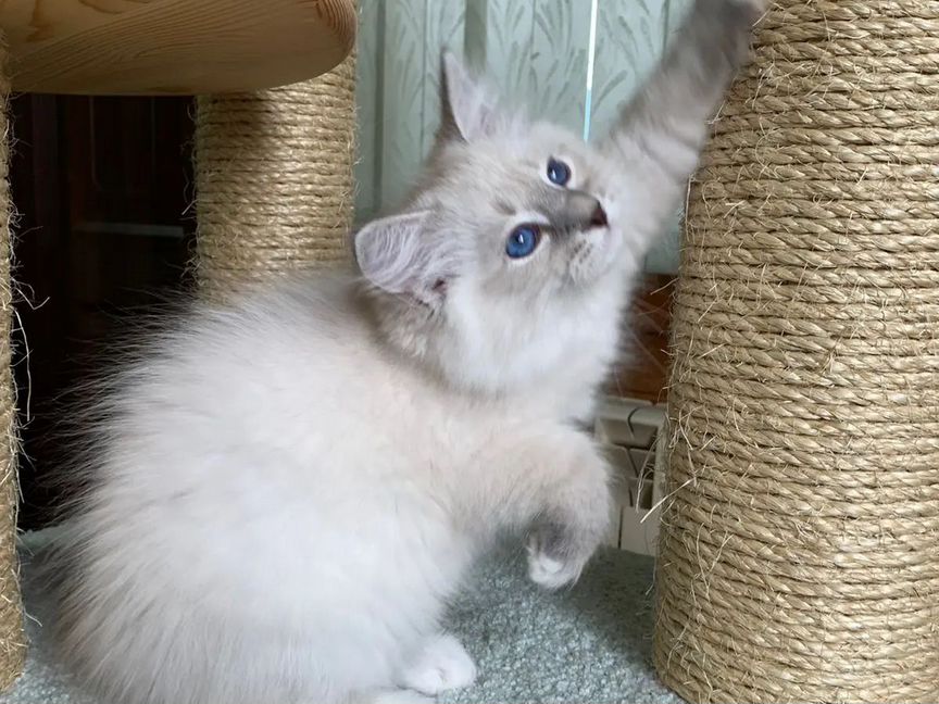 Невский маскарадный котенок