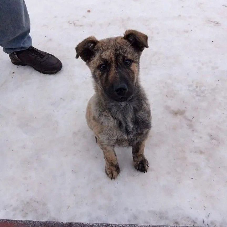 Щенок на улице Бронь