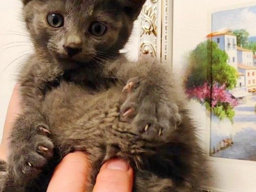 Котенок 1,5мес