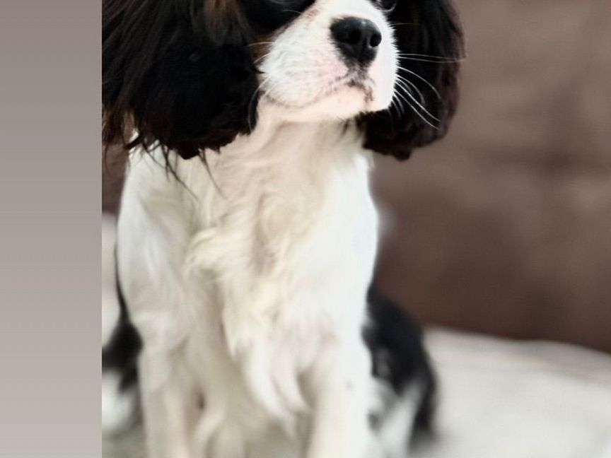 Милашка очаровашка