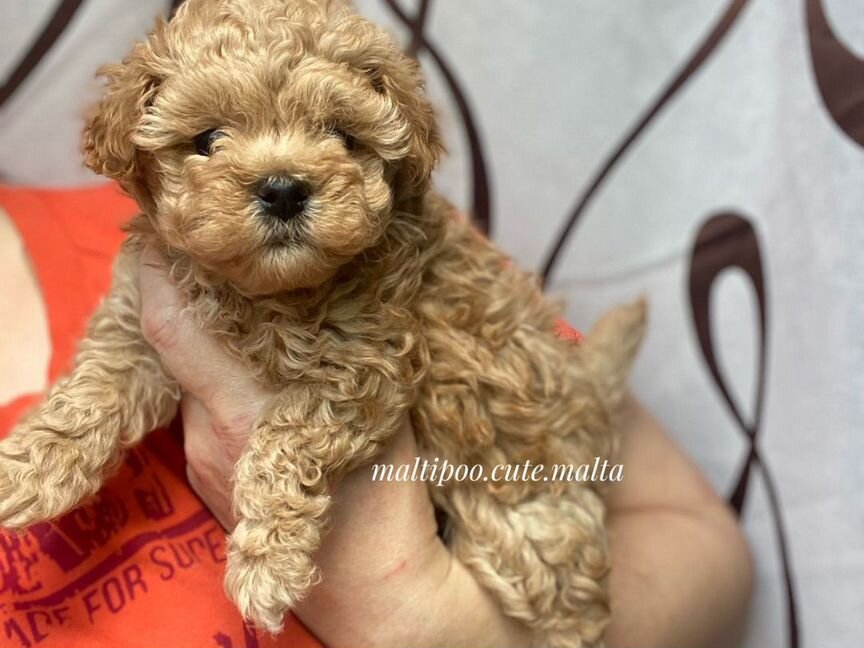 Девочка Мальтипу Ф1