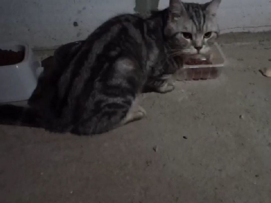 Котик британец ищет дом