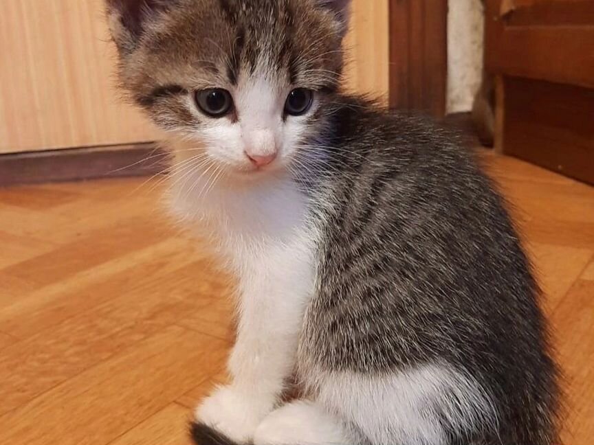 Чудесные котятки спасены из садоводства