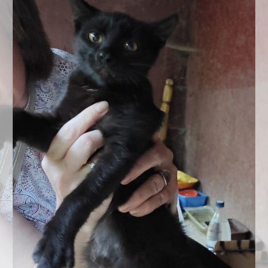 Ручной бездомный котенок