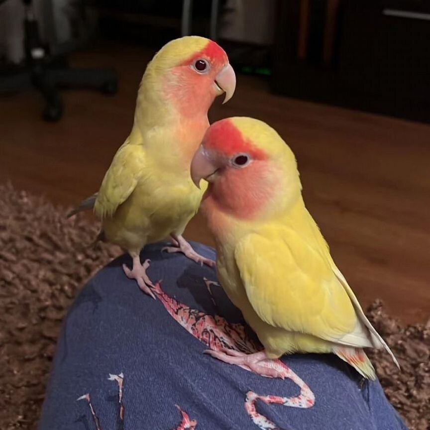 Попугаи неразлучники ручные