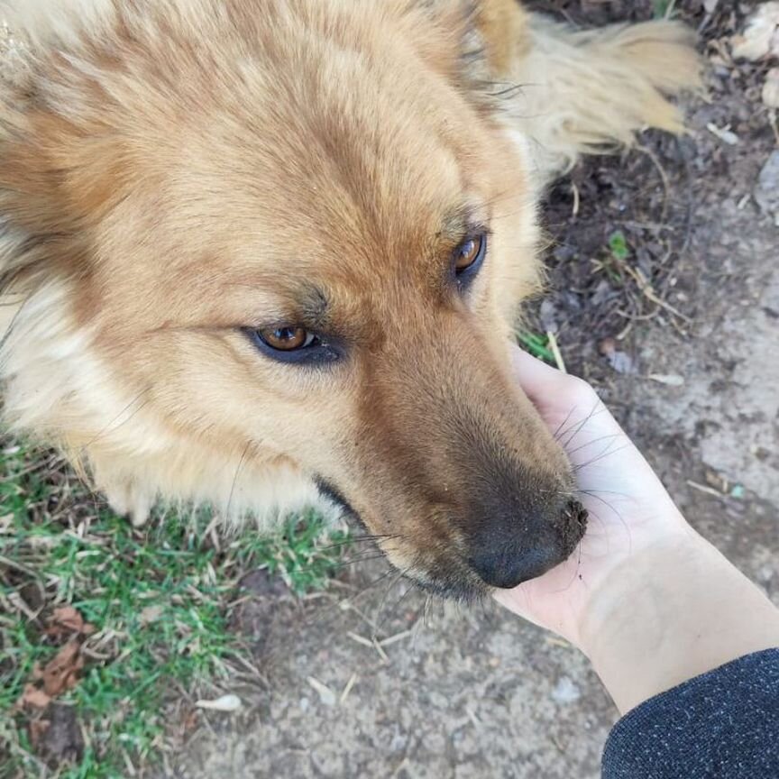 Собака в добрые руки отдам бесплатно
