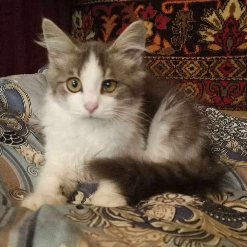 Отдаю котенка 3 мес срочо