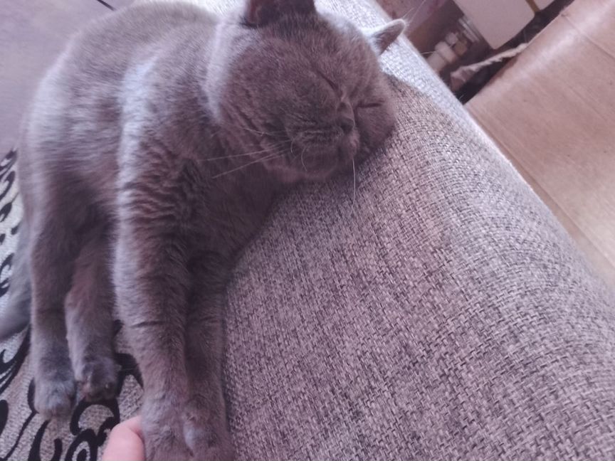 Экзотка вязка