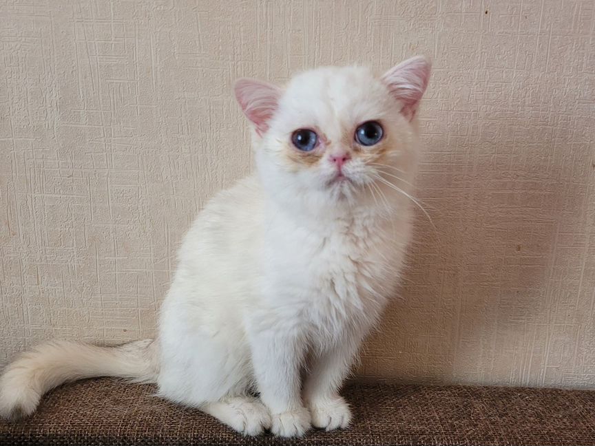 Котёнок британка серебристая шиншила в добрые руки