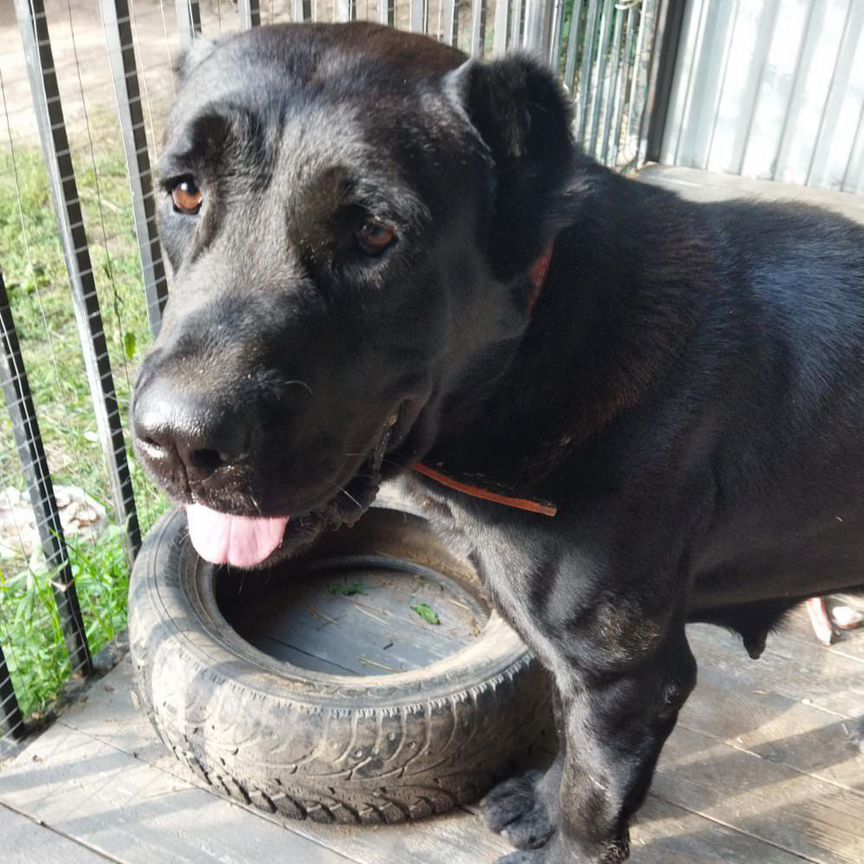 Алабай в добрые руки