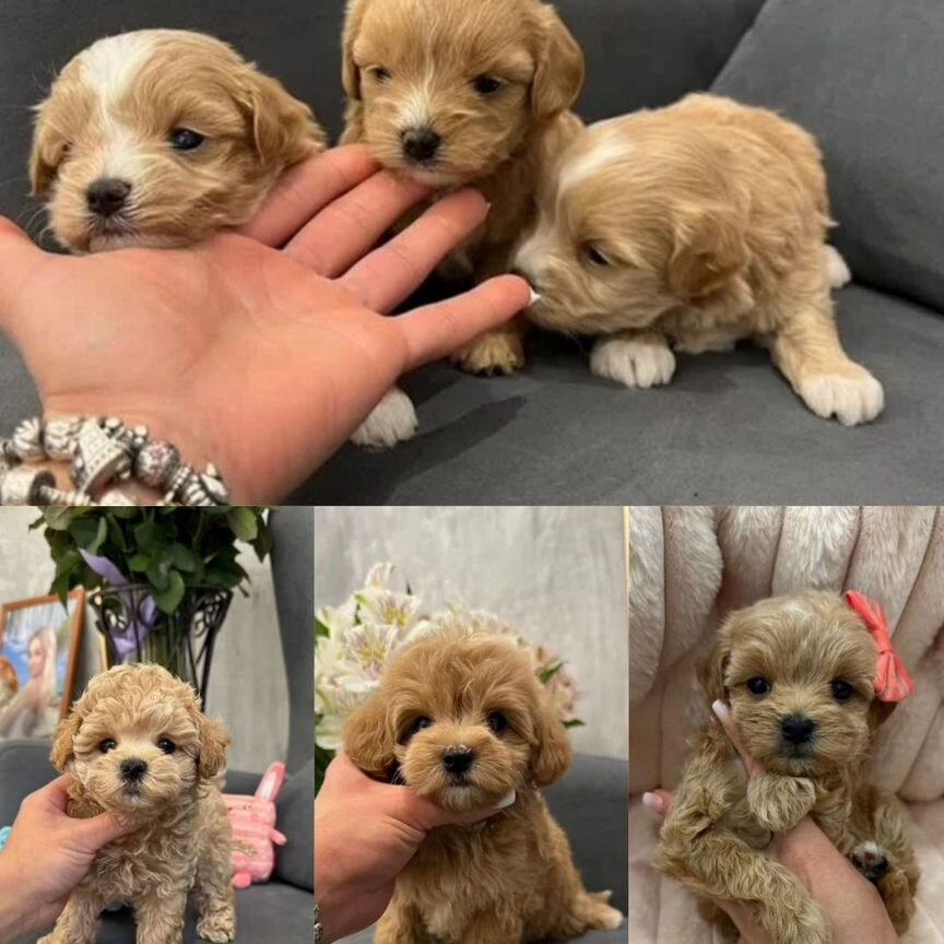 Мальтипу, щенок