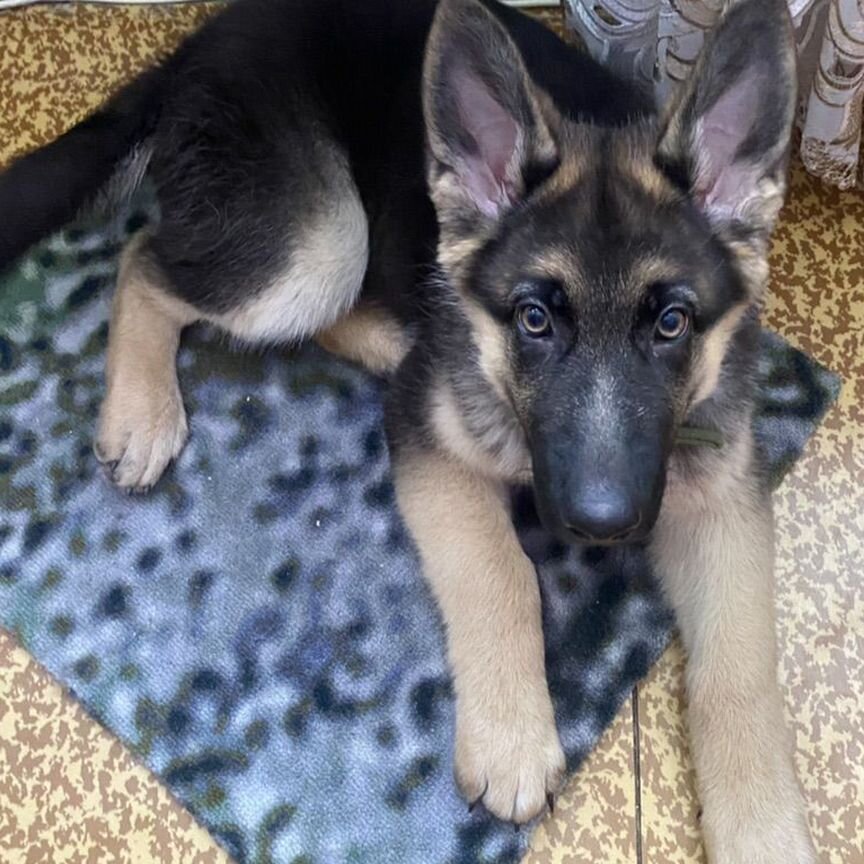 Восточноевропейская овчарка, щенок