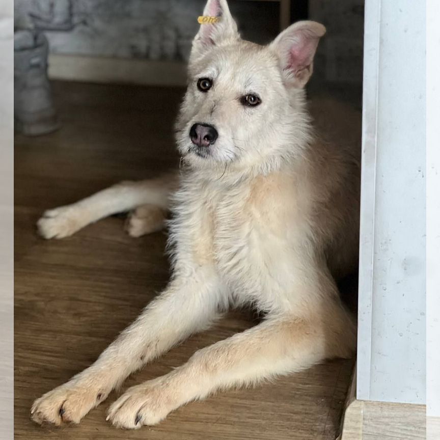 Взрослая собака в добрые руки