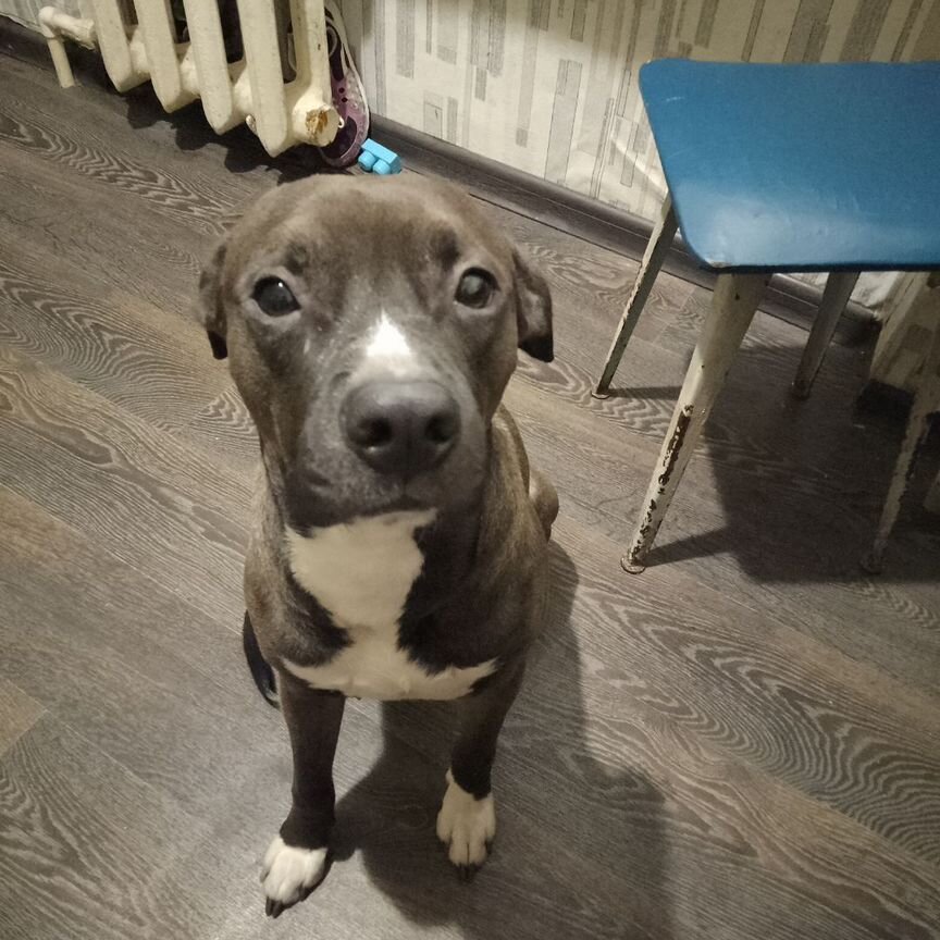 Отдам бесплатно питбуля- Стаффорд