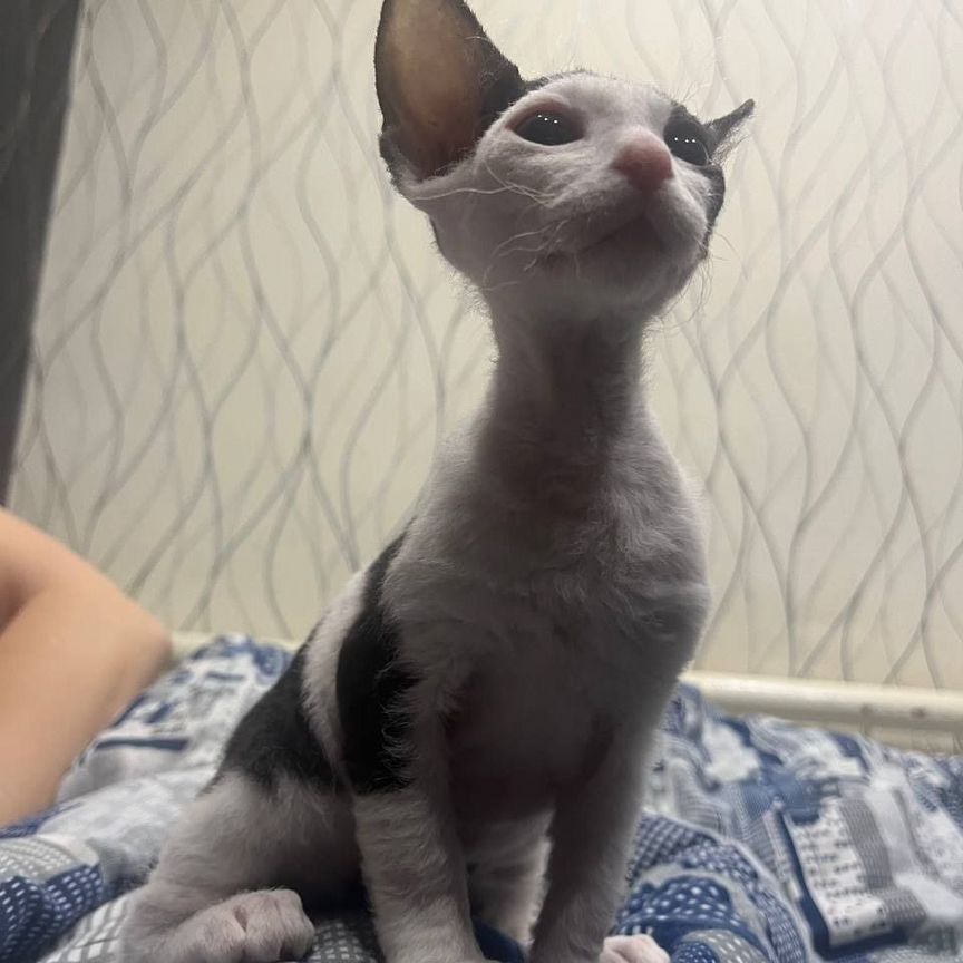 Котенок сфинкс