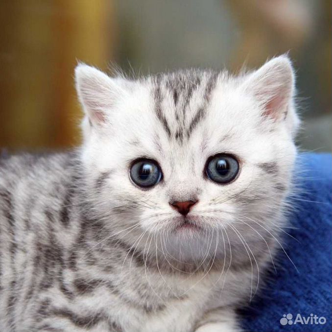 Британские котята вискас